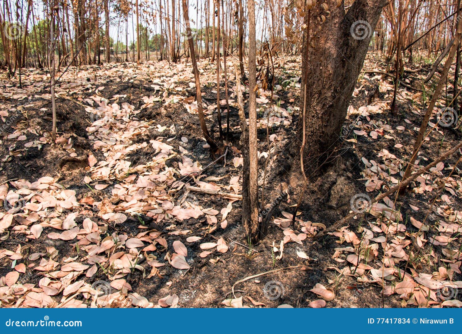 Ash and Burned Tree after Fire. Stock Photo - Image of life, jungle ...