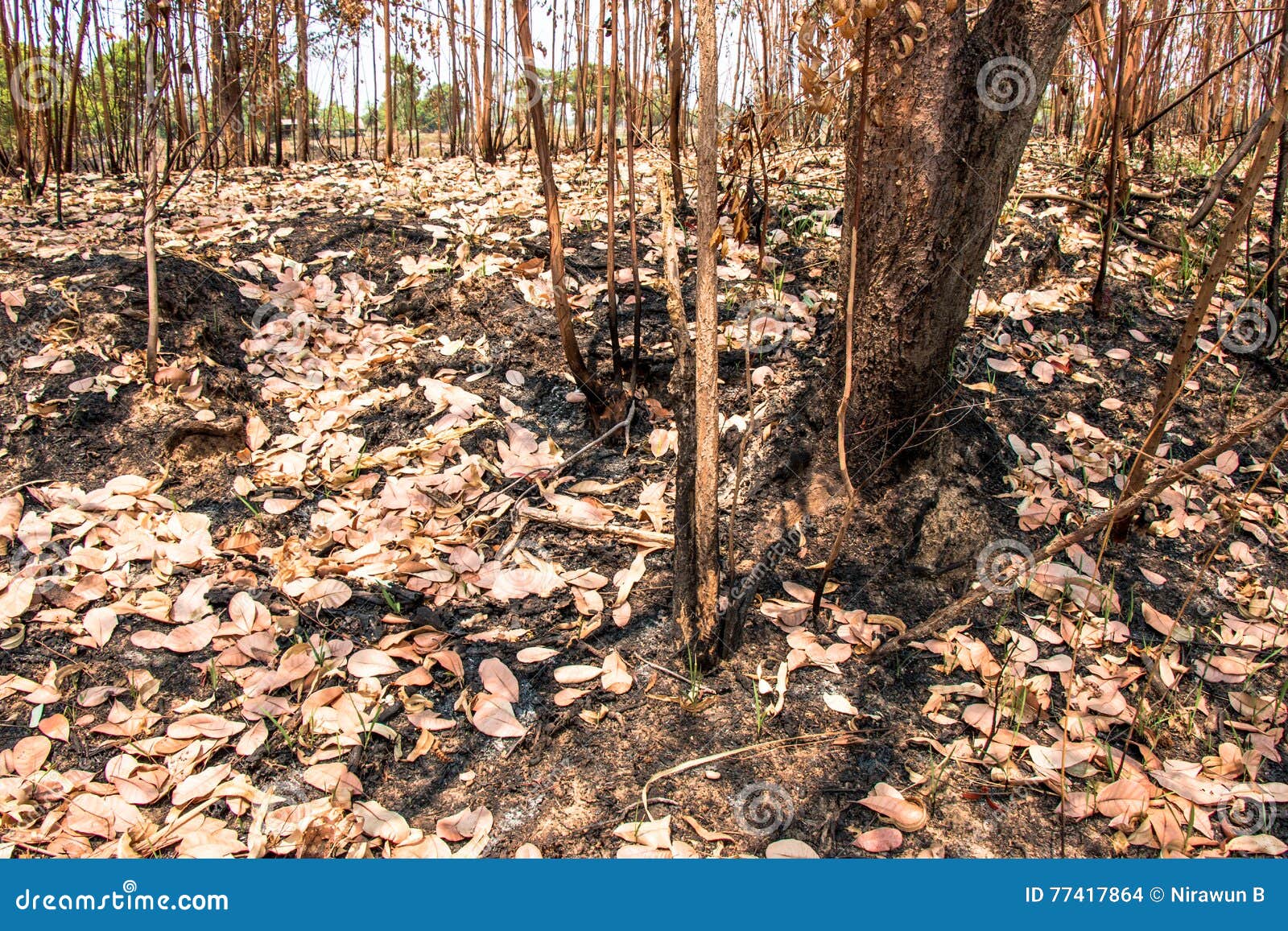 Ash and Burned Tree after Fire. Stock Photo - Image of flame, natural ...