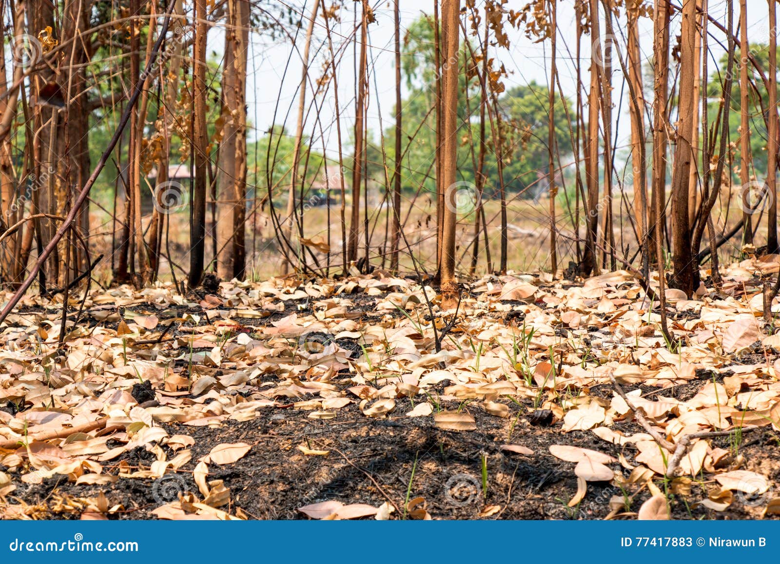 Ash and Burned Tree after Fire. Stock Image - Image of dead, deforest ...