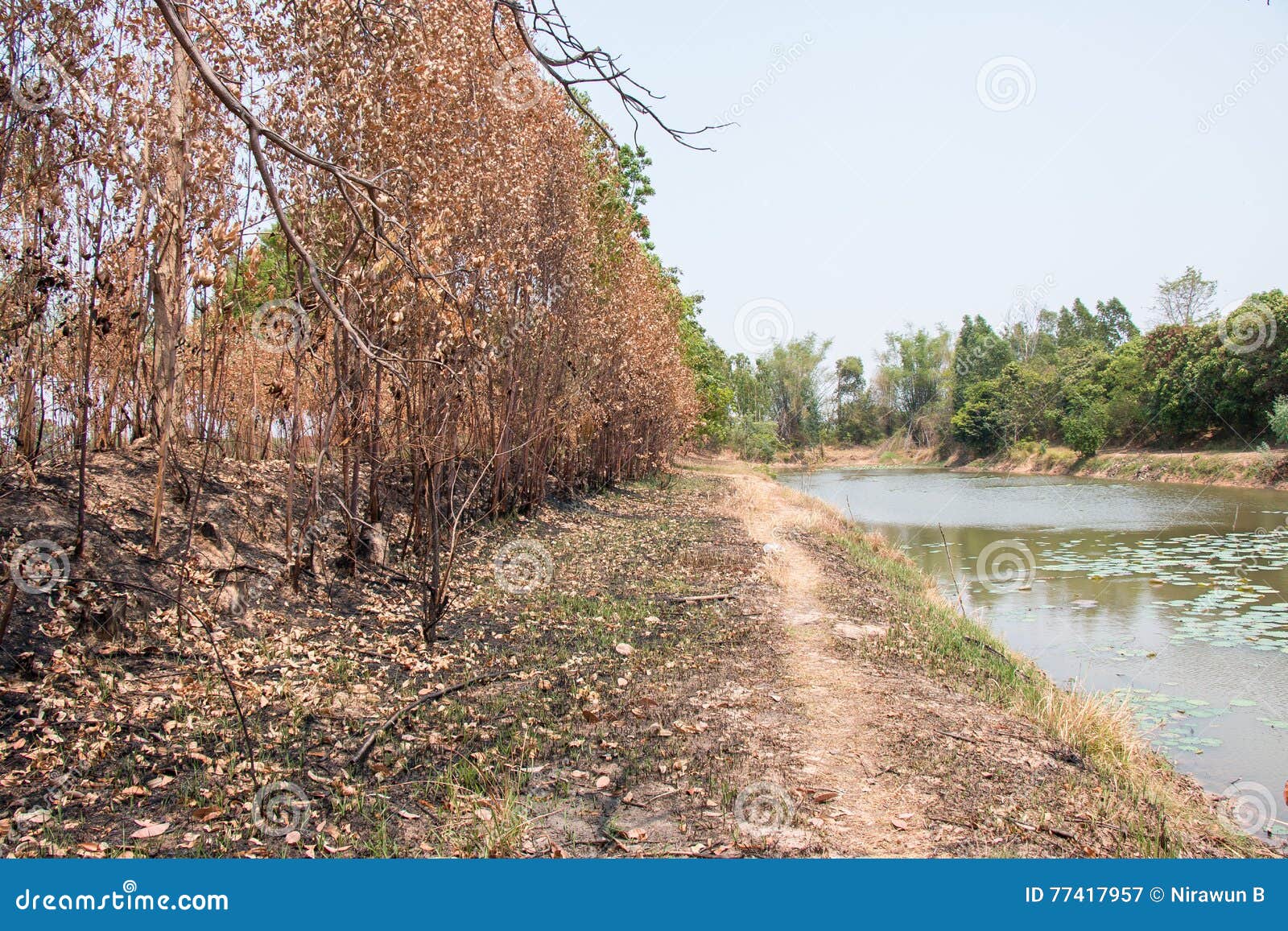 Ash and Burned Tree after Fire. Stock Image - Image of flame, farm ...