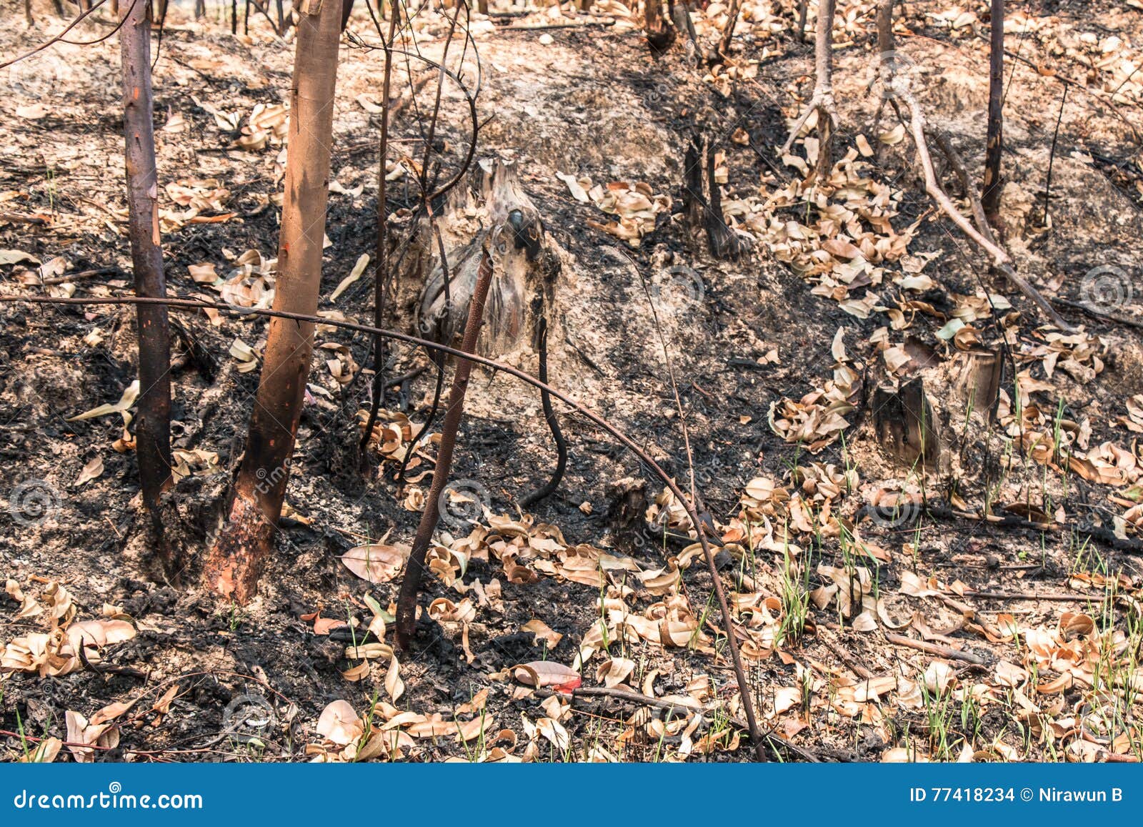 Ash and Burned Tree after Fire. Stock Photo - Image of natural, heat ...