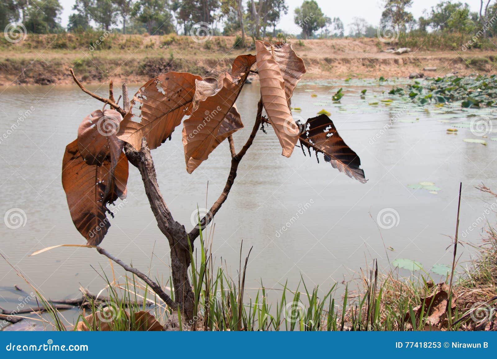 Ash and Burned Tree after Fire. Stock Image - Image of ecology, jungle ...