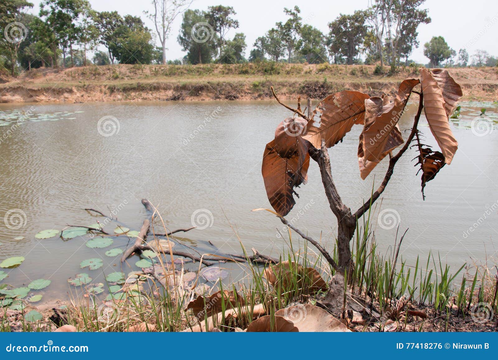 Ash and Burned Tree after Fire. Stock Photo - Image of danger, global ...