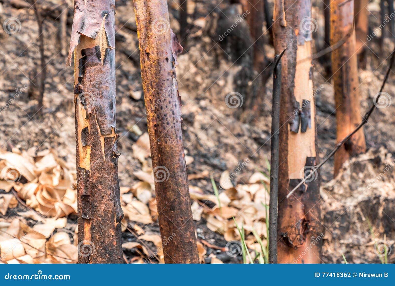 Ash and Burned Tree after Fire. Stock Photo - Image of black, flame ...