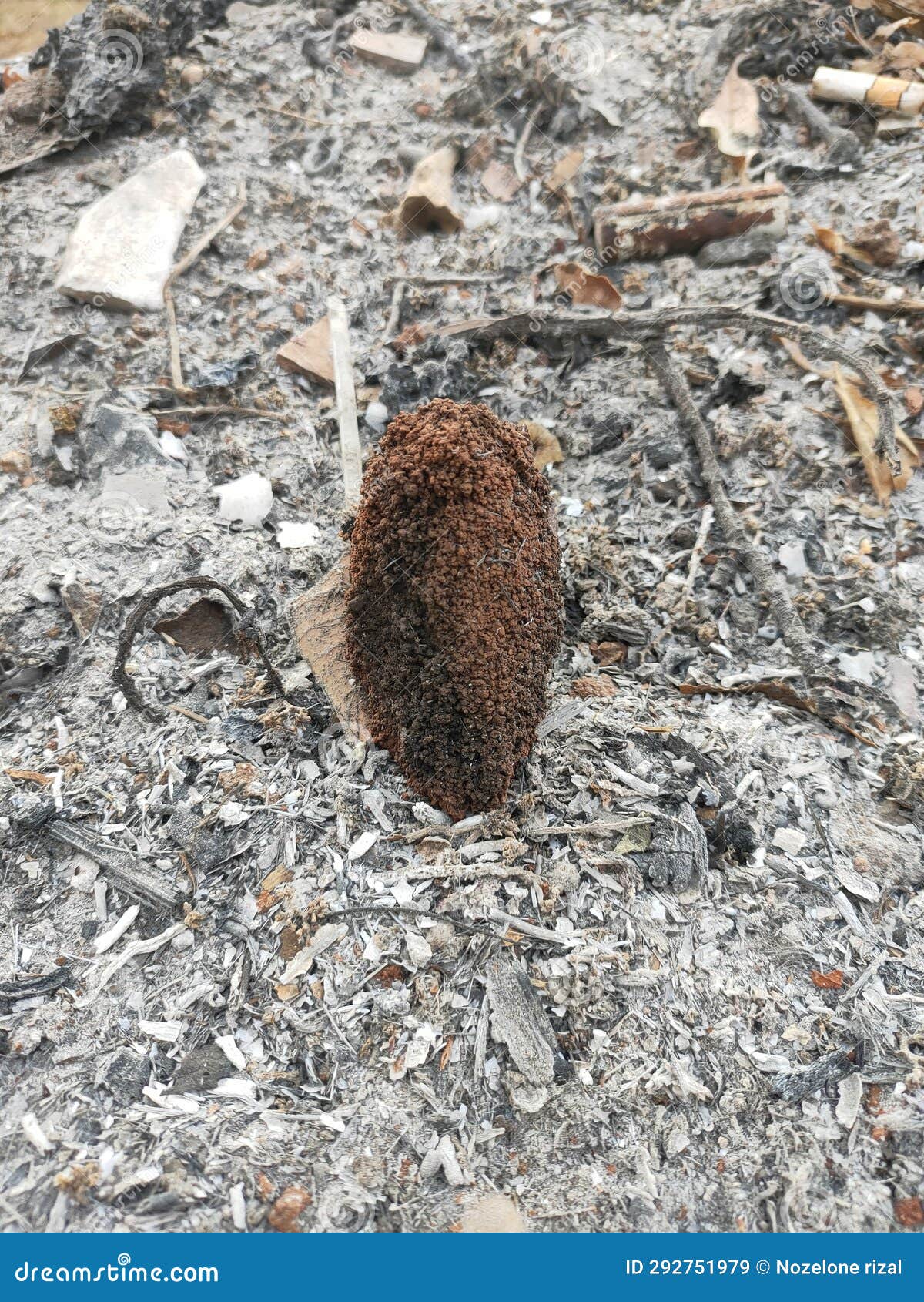 Ash from Burning and Clotted Soil Stock Image - Image of disturbed ...