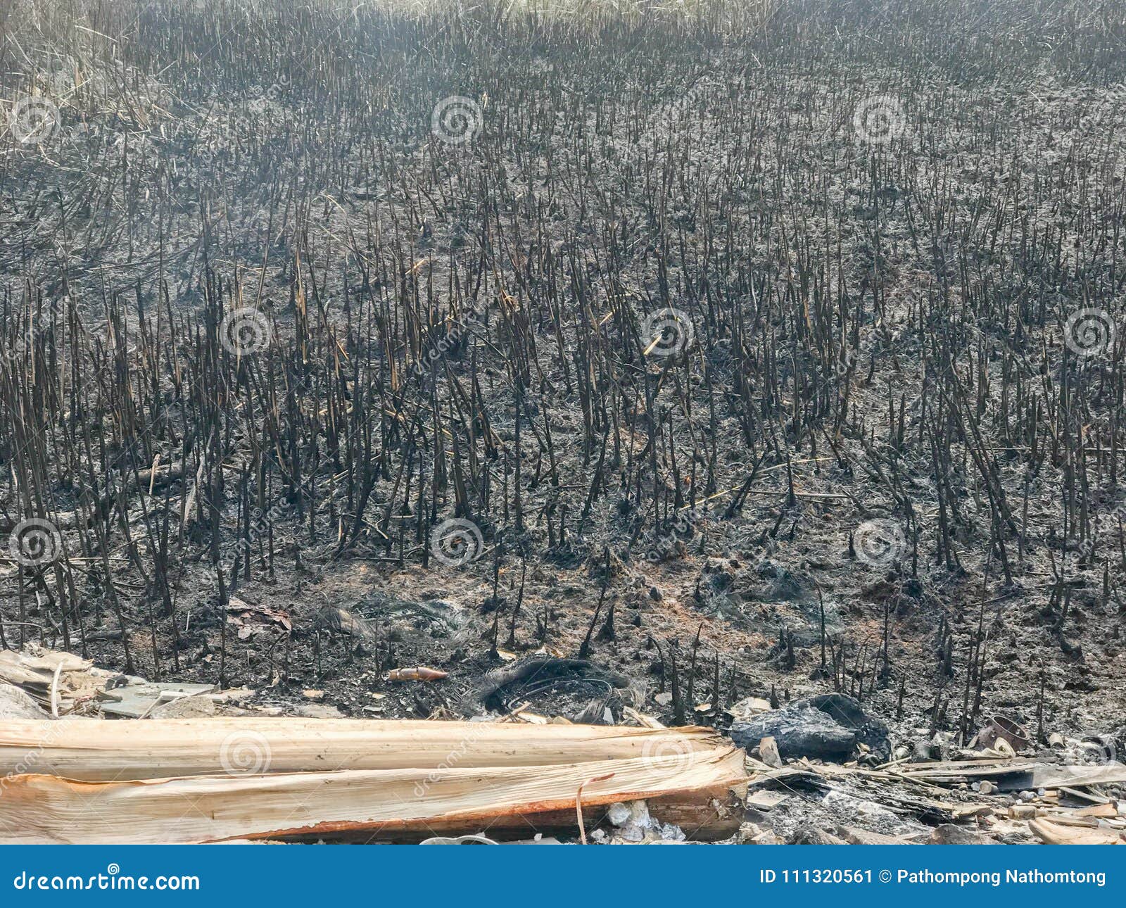 Ash From Burning Rice Fields.rice Field Was Burned After Harvest ...