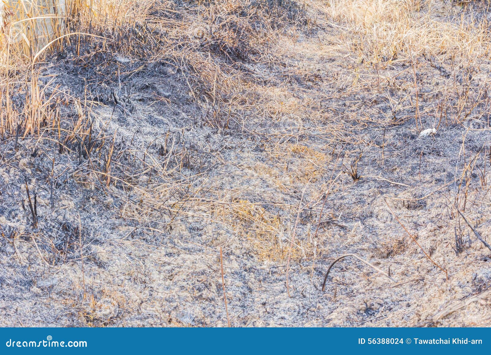 Ash from Burning Rice Fields Stock Photo - Image of natural ...