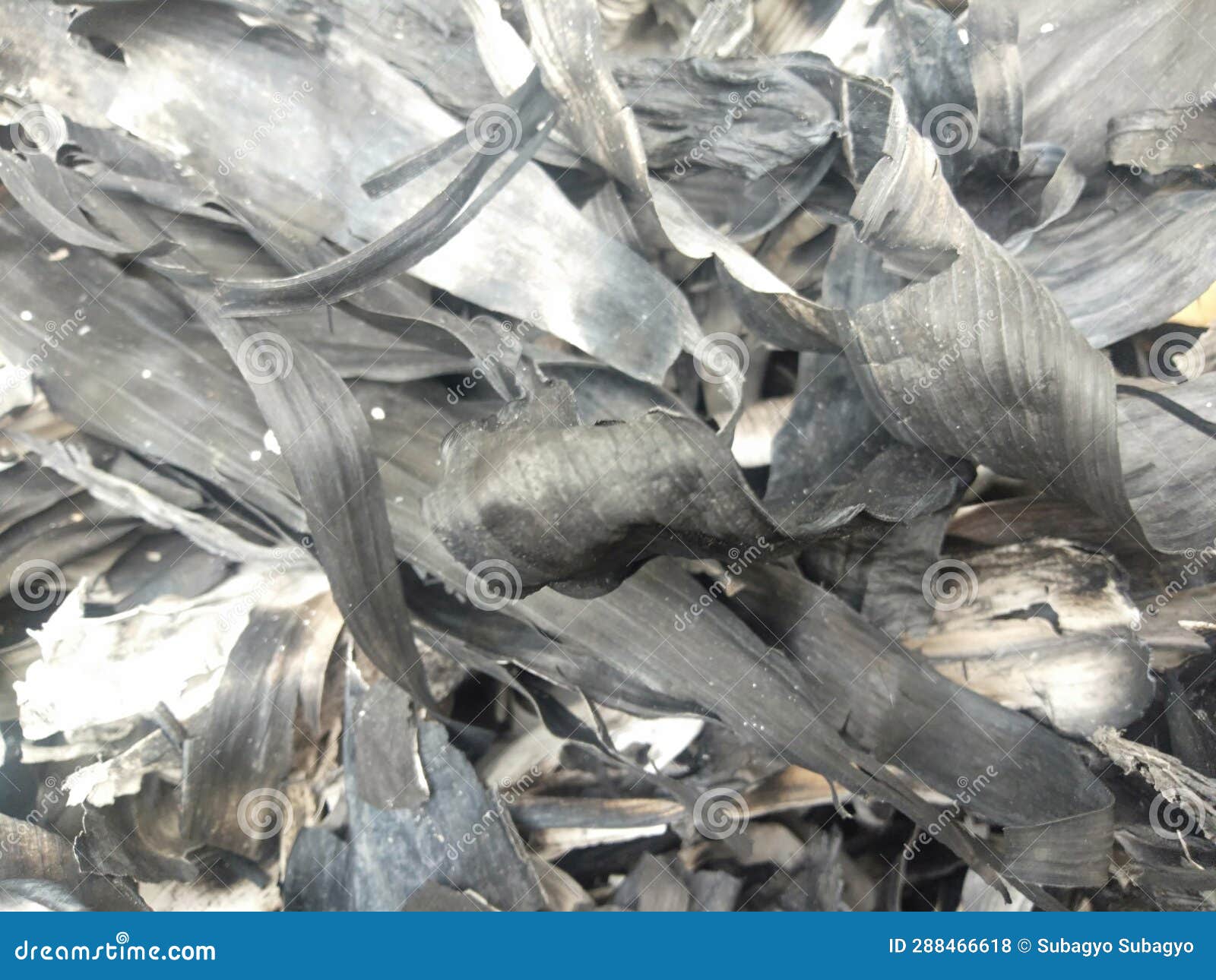 Ash or Charcoal Background from Burning Bamboo Leaves in the Garden ...