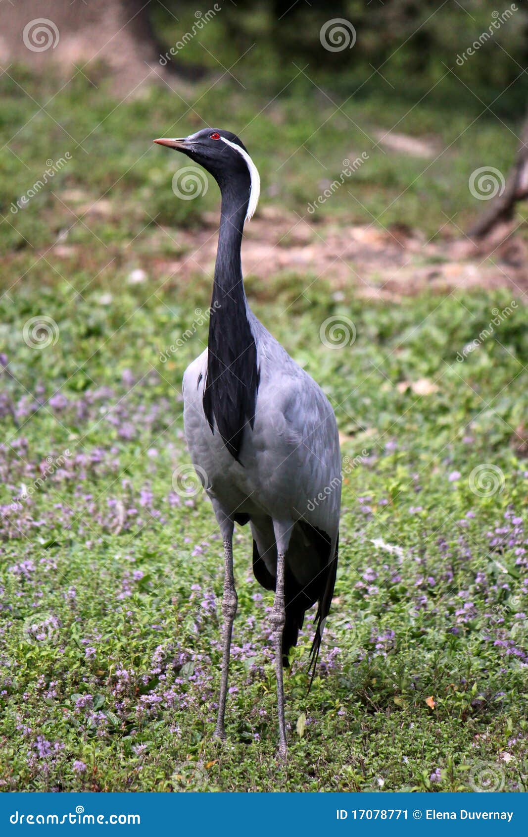 Ash Crane Standing in a Field Stock Image - Image of nature, legs: 17078771