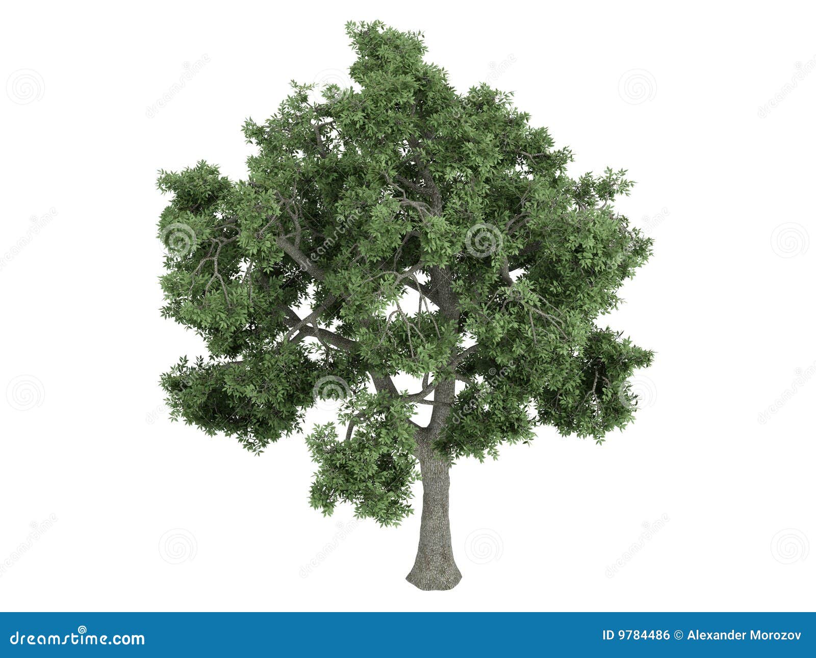 Ash_(Fraxinus) stock illustration. Illustration of ecology - 9784486