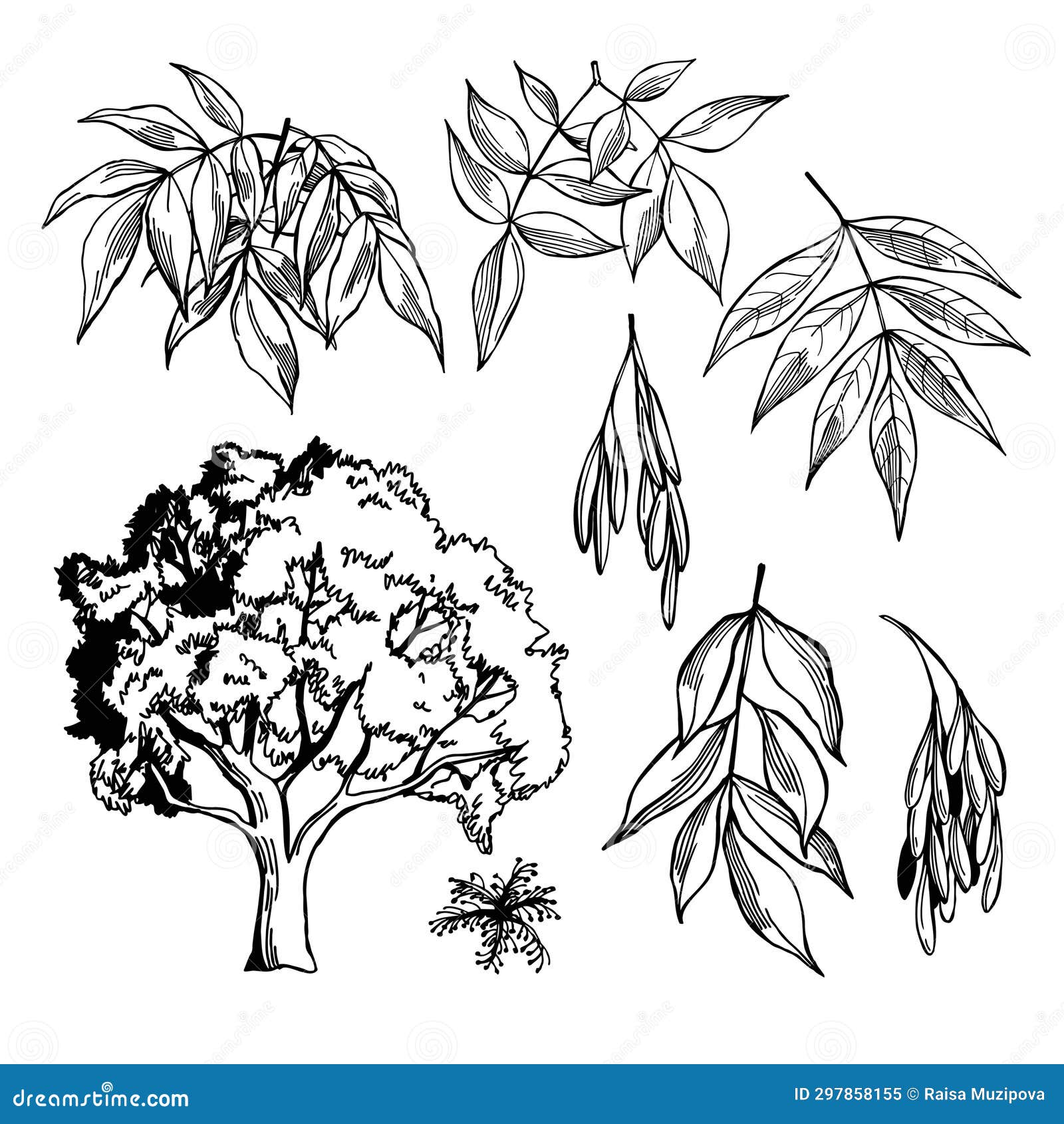 Ash (Fraxinus). Sketch stock illustration. Illustration of environment ...