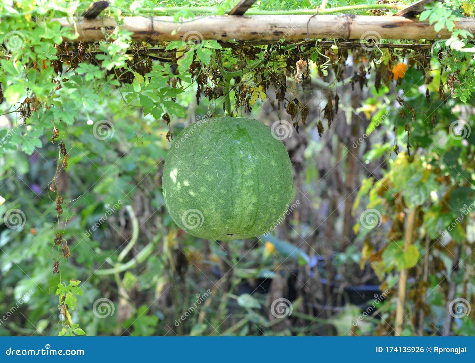 Ash gourd,kumbalanga stock photo. Image of gourdkumbalangath - 174135926