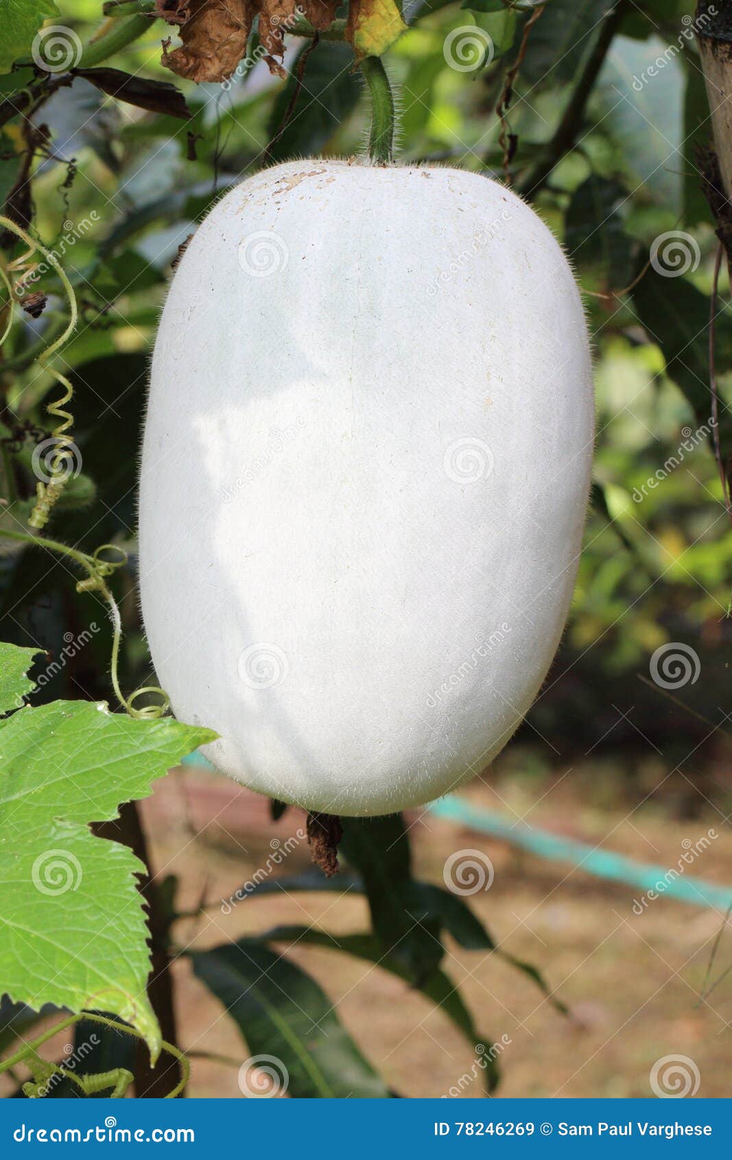 Ash Gourd of Witte Pompoen of De Wintermeloen Stock Afbeelding - Image ...
