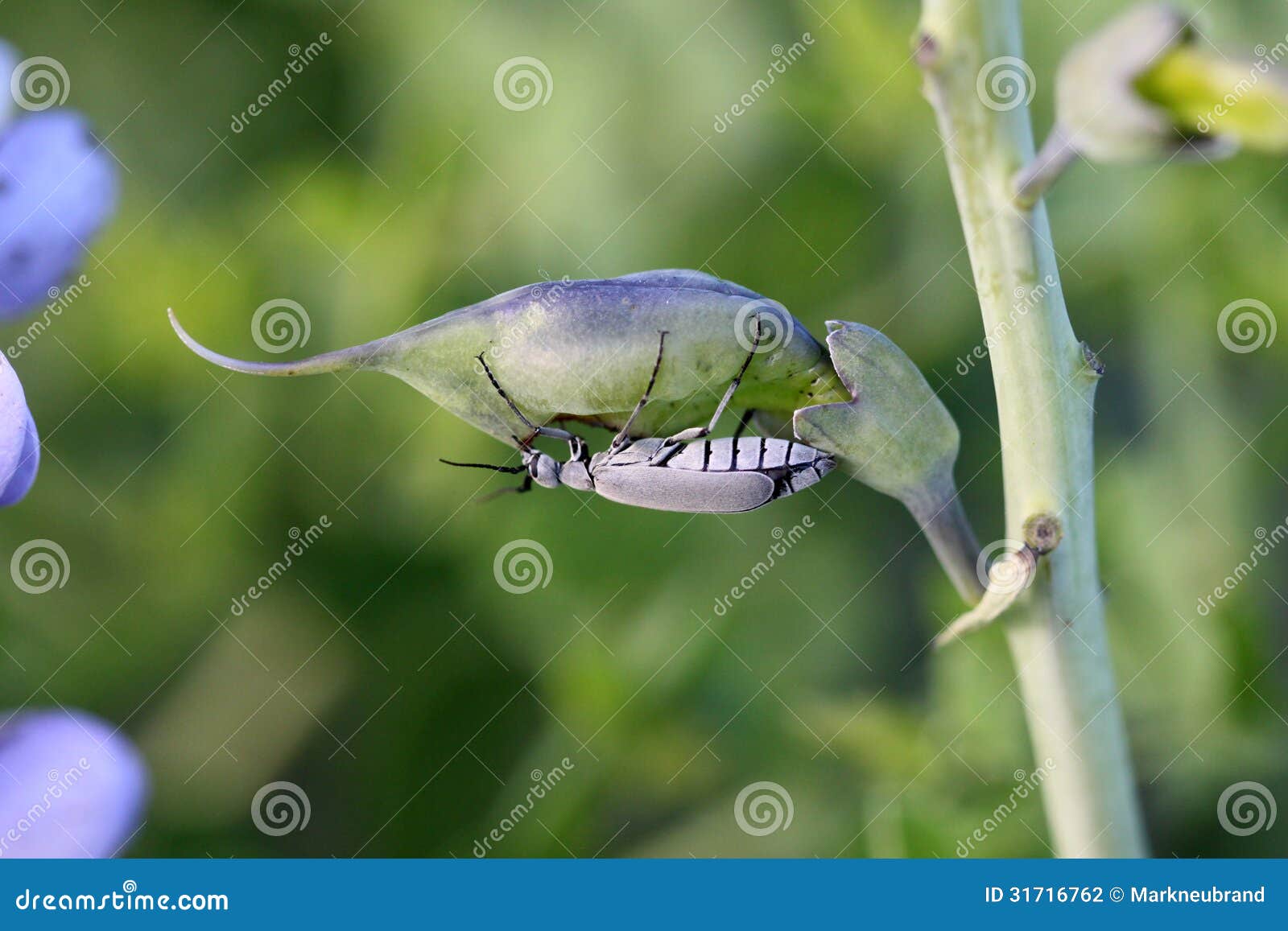 Ash grey bug stock photo. Image of nature, indigo, native - 31716762