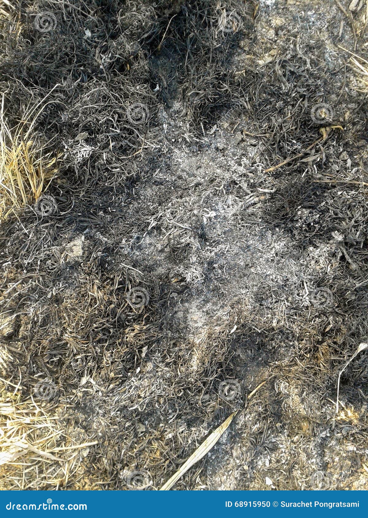 Ash stock photo. Image of natural, nature, agriculture - 68915950