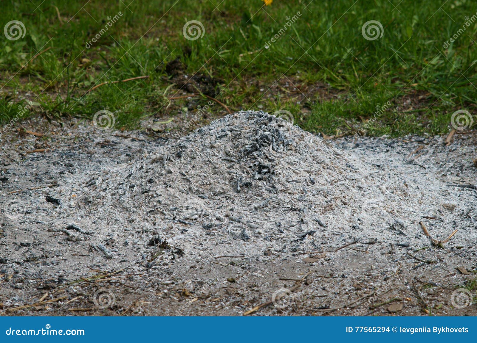 Ash stock photo. Image of forest, bonfire, soot, spring - 77565294