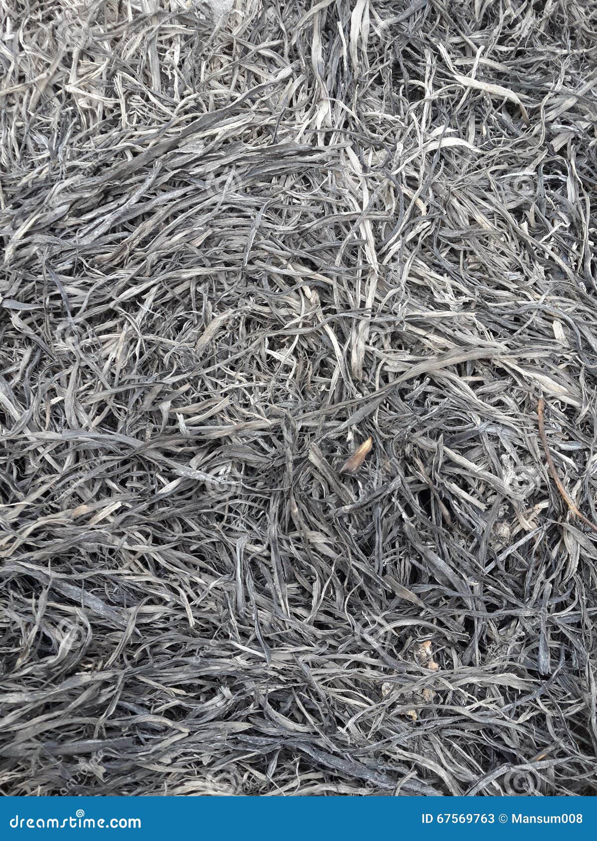 Ash on the ground stock image. Image of land, countryside - 67569763