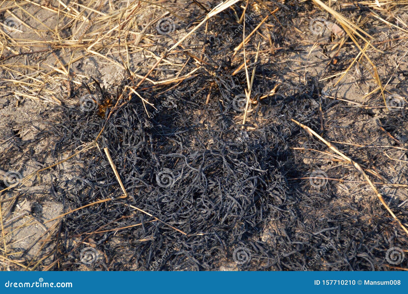 Ash on the Ground in Nature Garden Stock Photo - Image of soil, country ...
