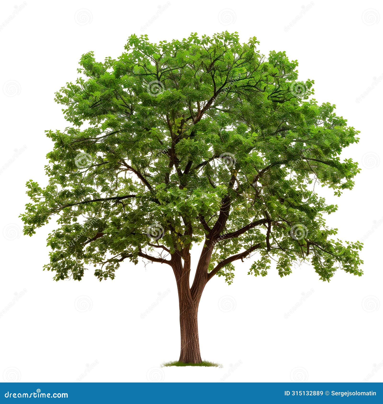 Ash Isolated on a White or Transparent Background. Ash Tree with Green ...