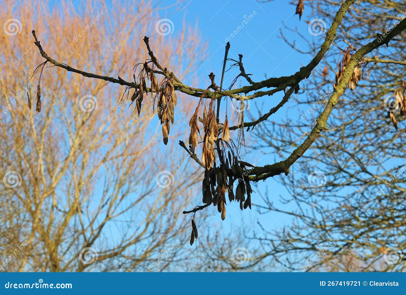 Ash Keys Hanging in the Winter. Stock Image - Image of european, tree ...
