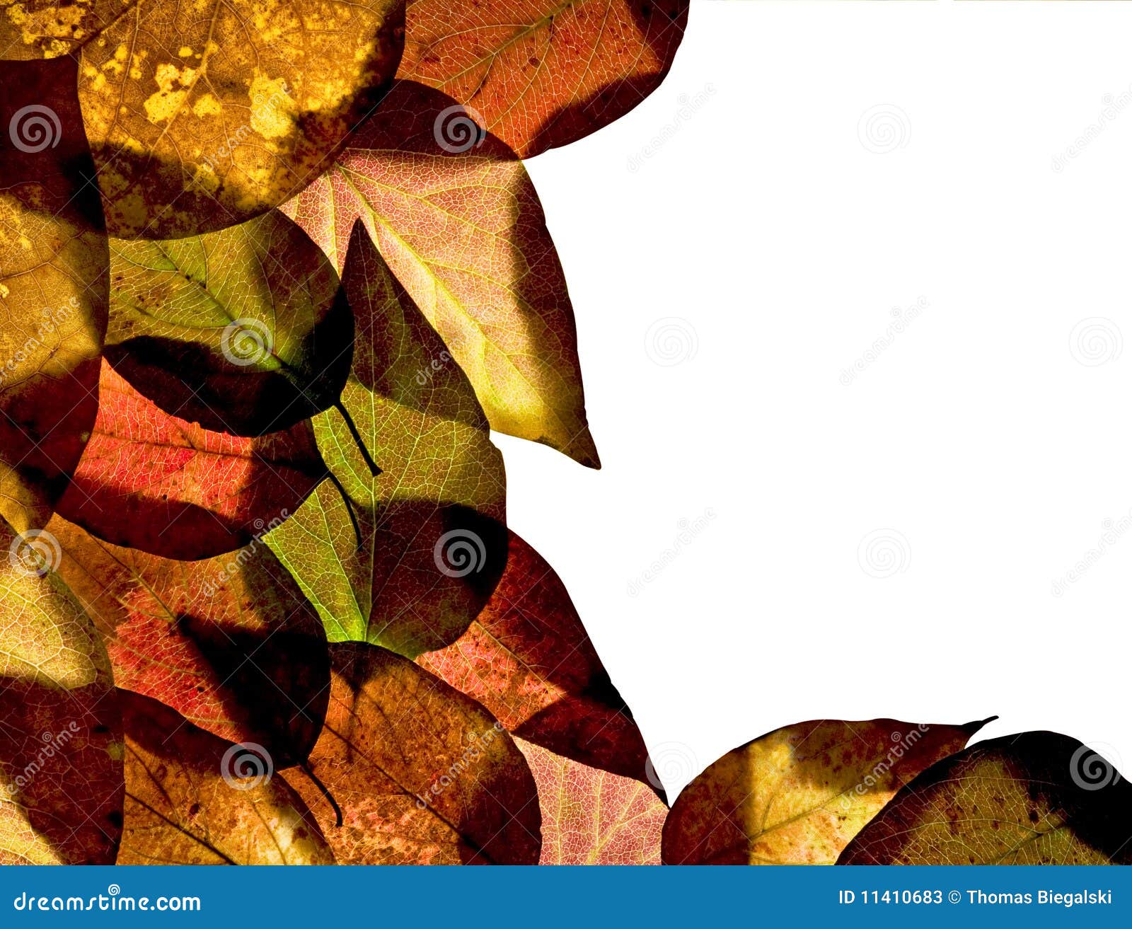 Ash leaf border stock image. Image of autumn, leaves - 11410683