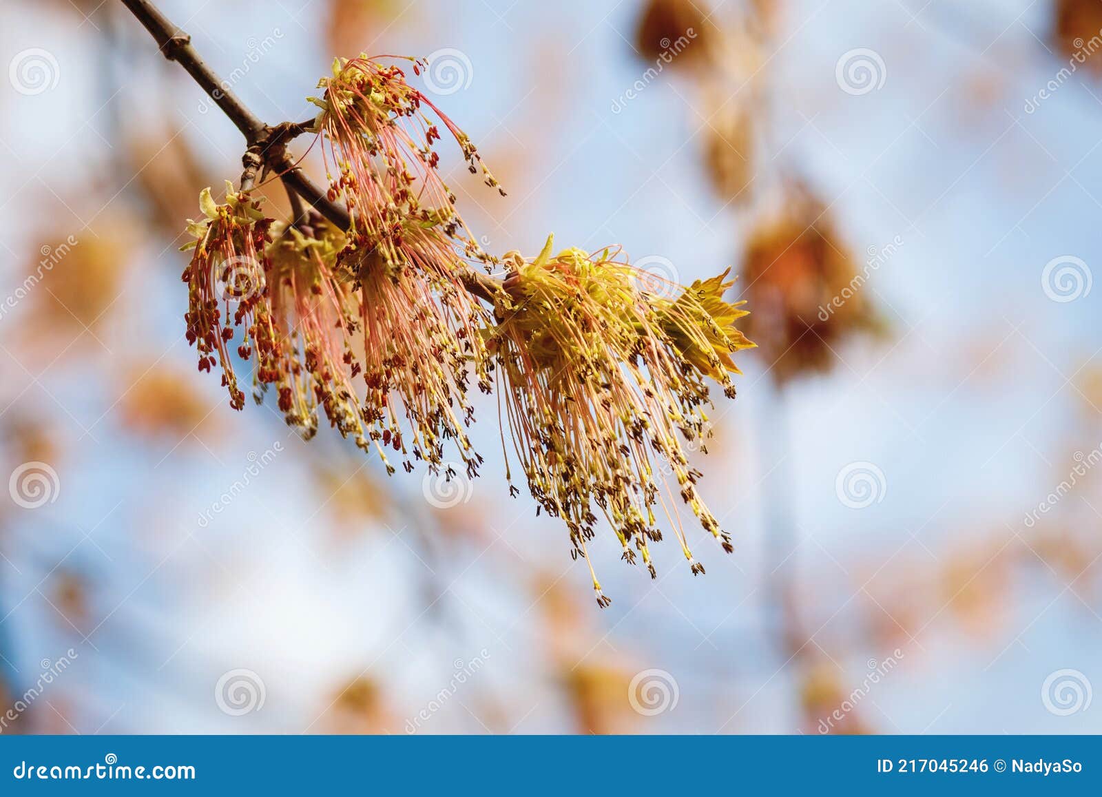 Ash Leaf Maple Tree Blooming in Spring Stock Photo - Image of spring ...