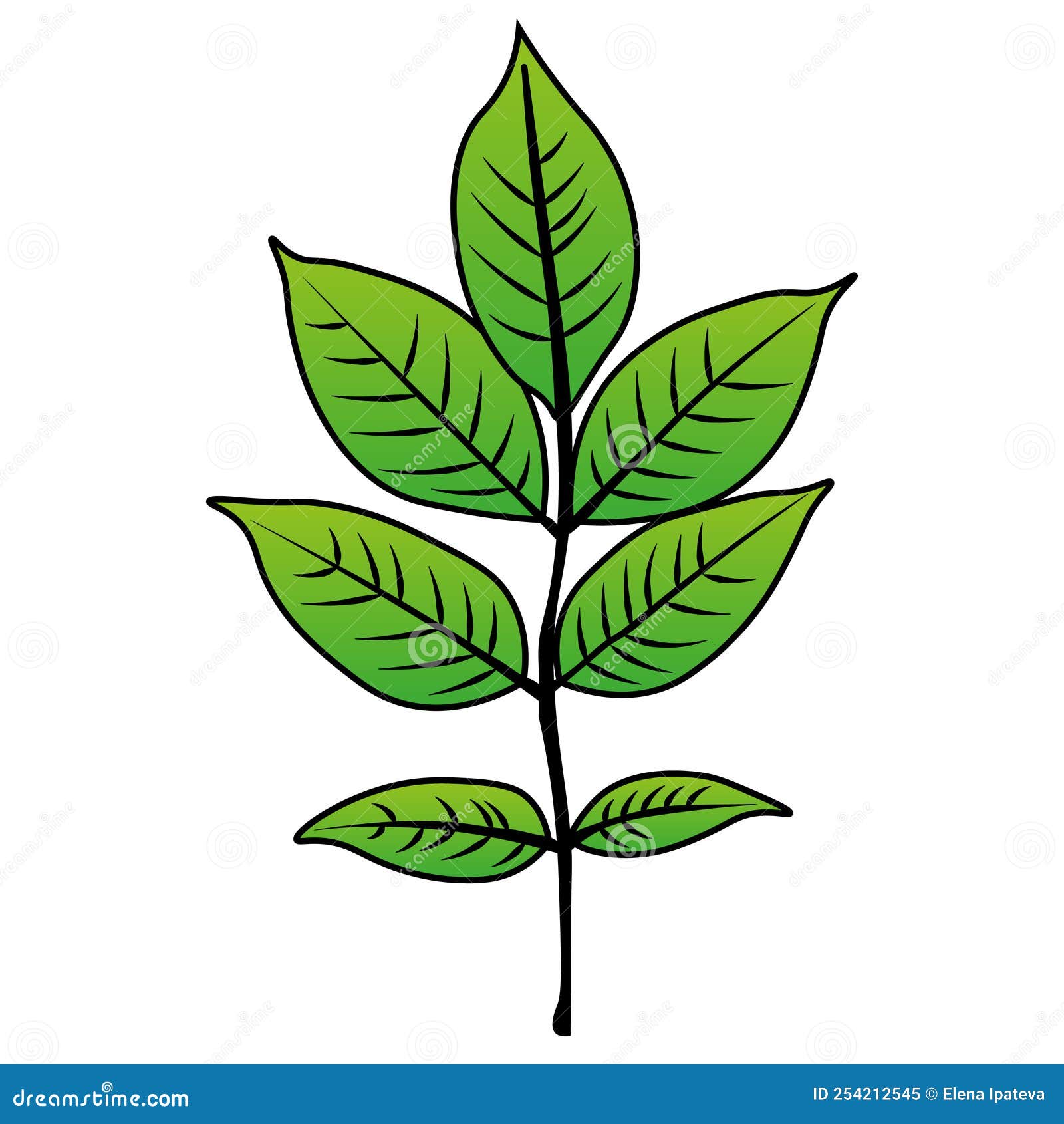 Ash Leaf Vector Light Green To Green Colour Stock Vector - Illustration ...