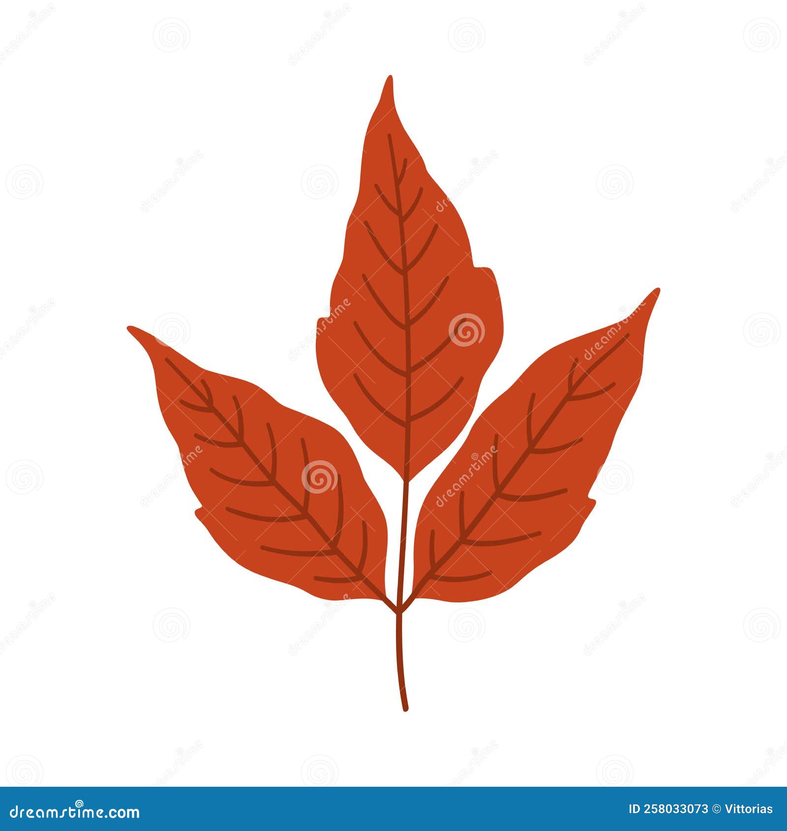 Ash-leaved Maple Autumn Leaf On White Background, Vector ...