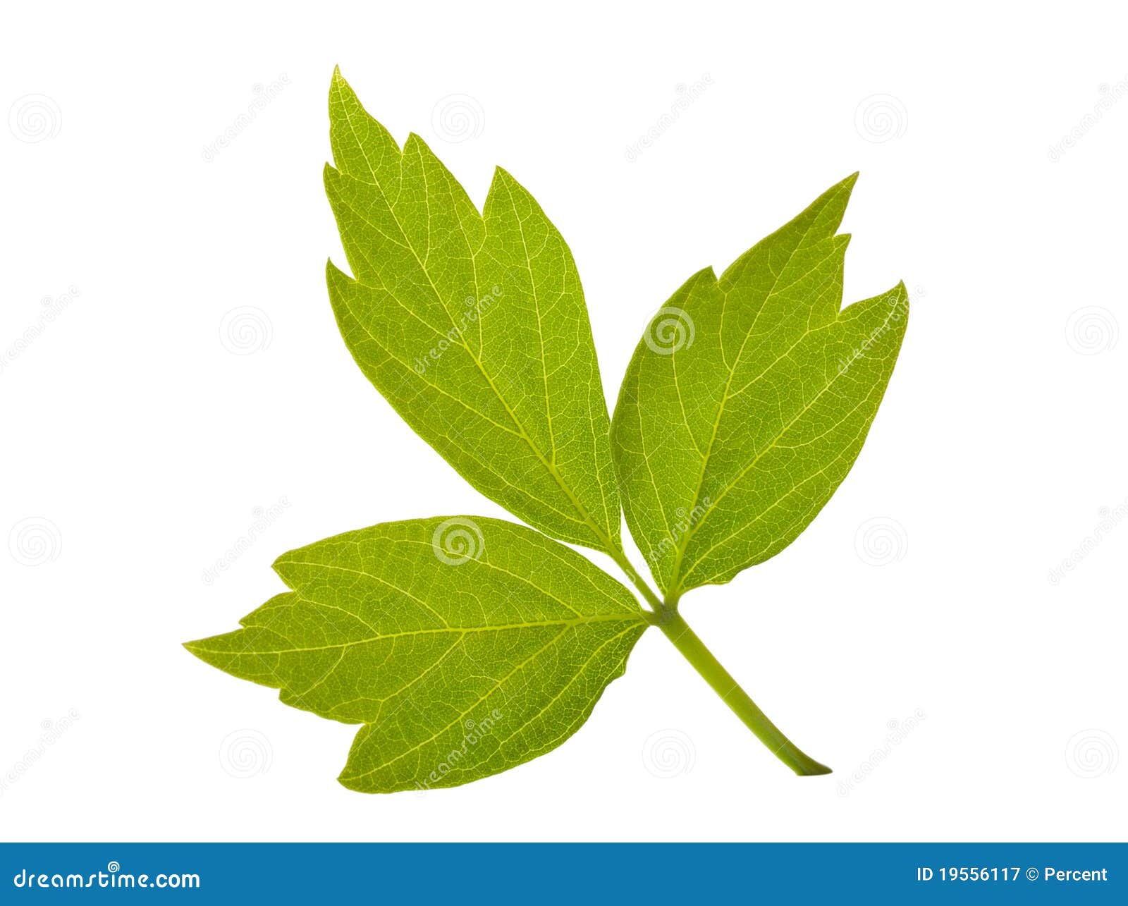 Ash-leaved maple leaf stock image. Image of life, acer - 19556117