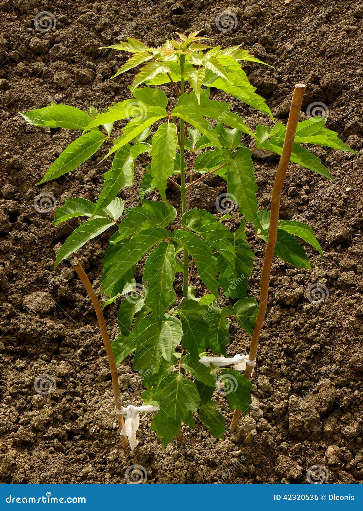 Ash-leaved maple stock photo. Image of ecology, maple - 42320536