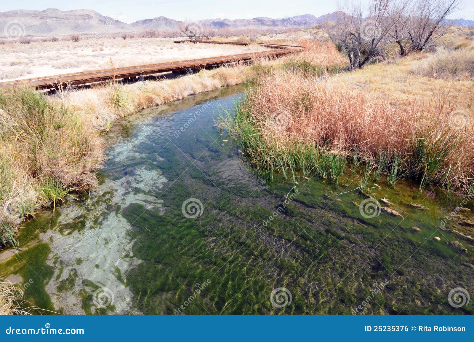 Ash Meadows stream stock photo. Image of oasis, meadows - 25235376