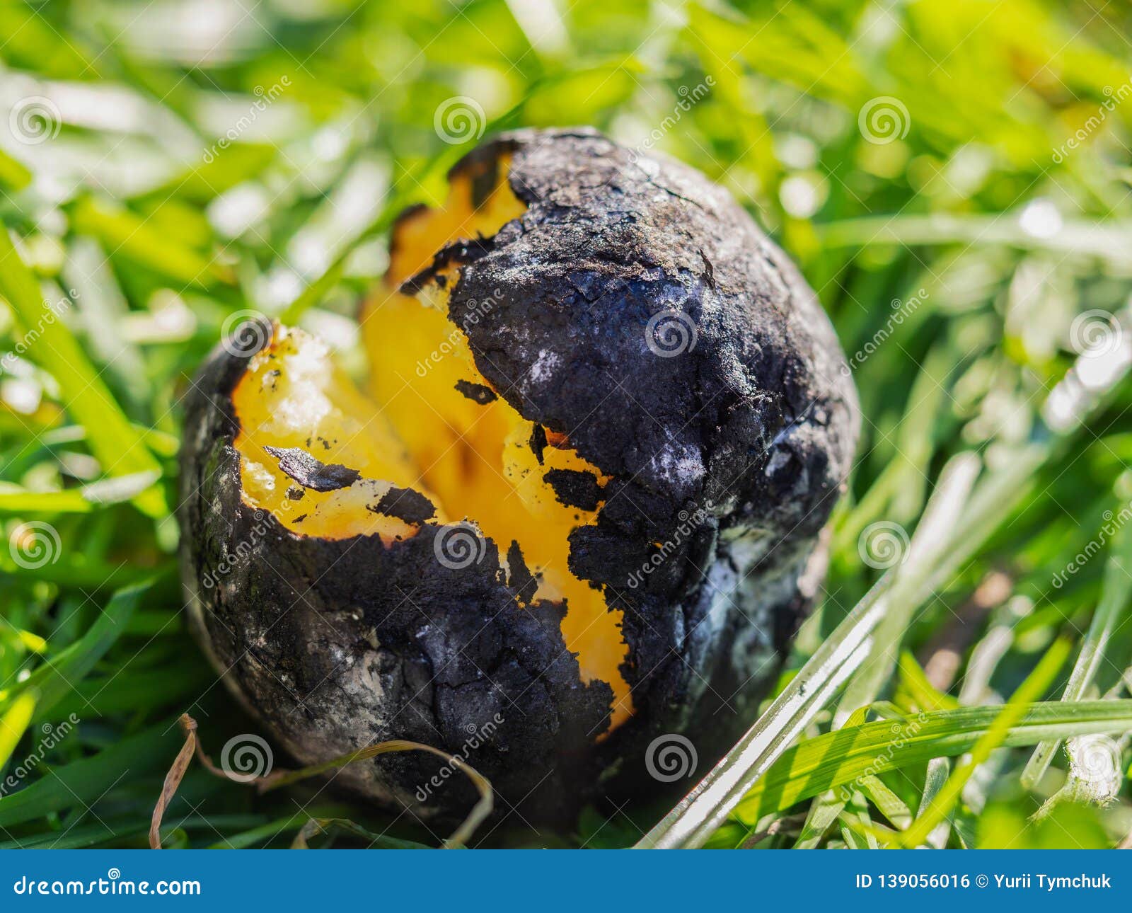 Ash Roasted Potato on the Grass, Macro Stock Photo - Image of food ...