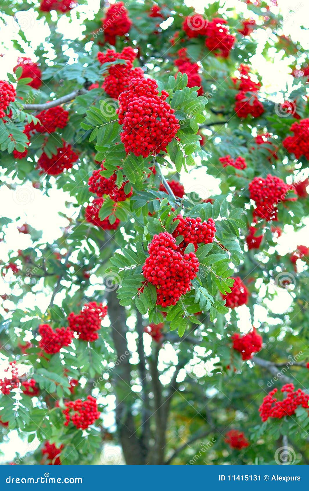 Ash (rowan) Tree and Ashberry (rowanberry). Stock Image - Image of ...