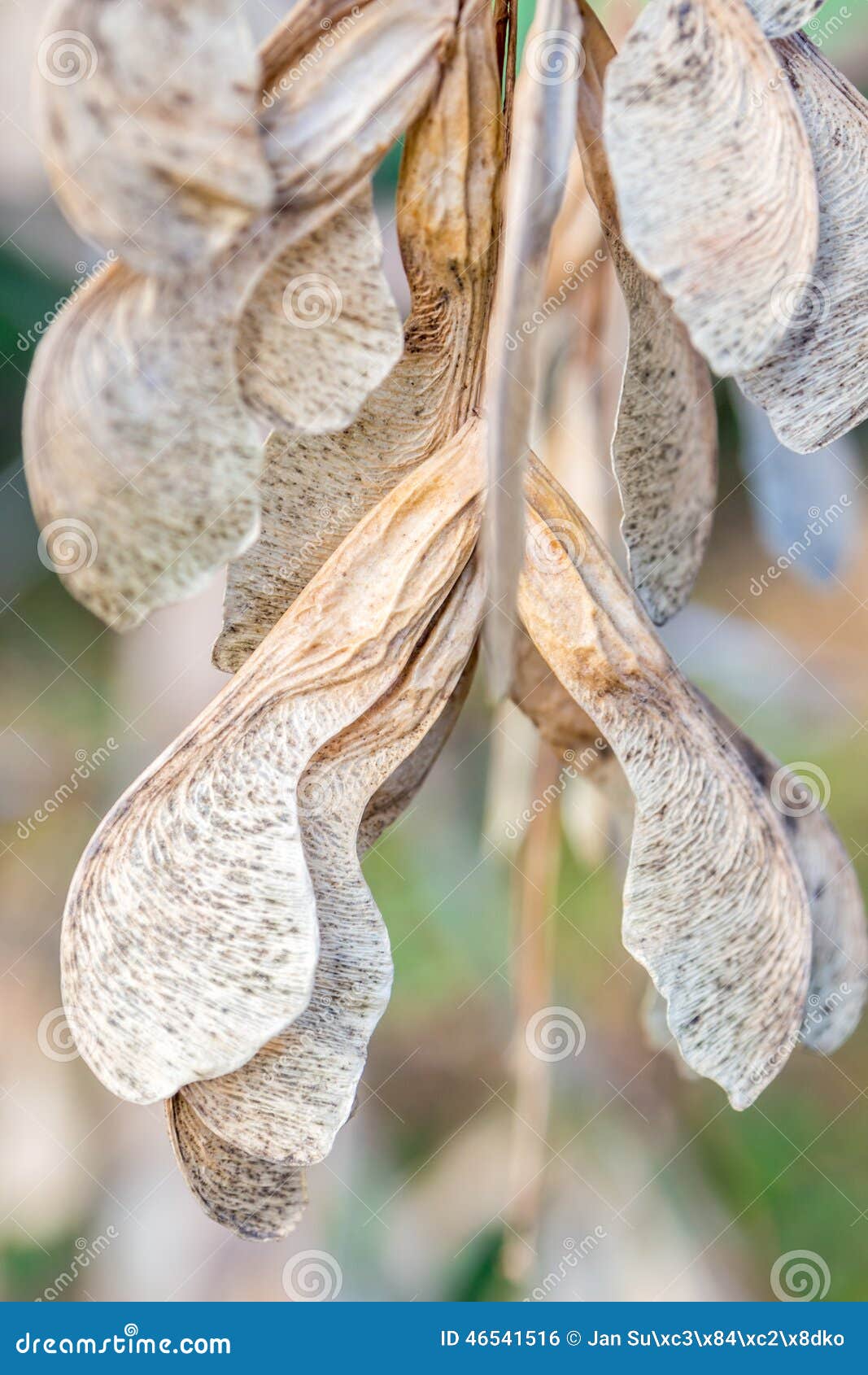 Ash Seed on Tree Ready To Fly Away Stock Photo - Image of helicopter ...