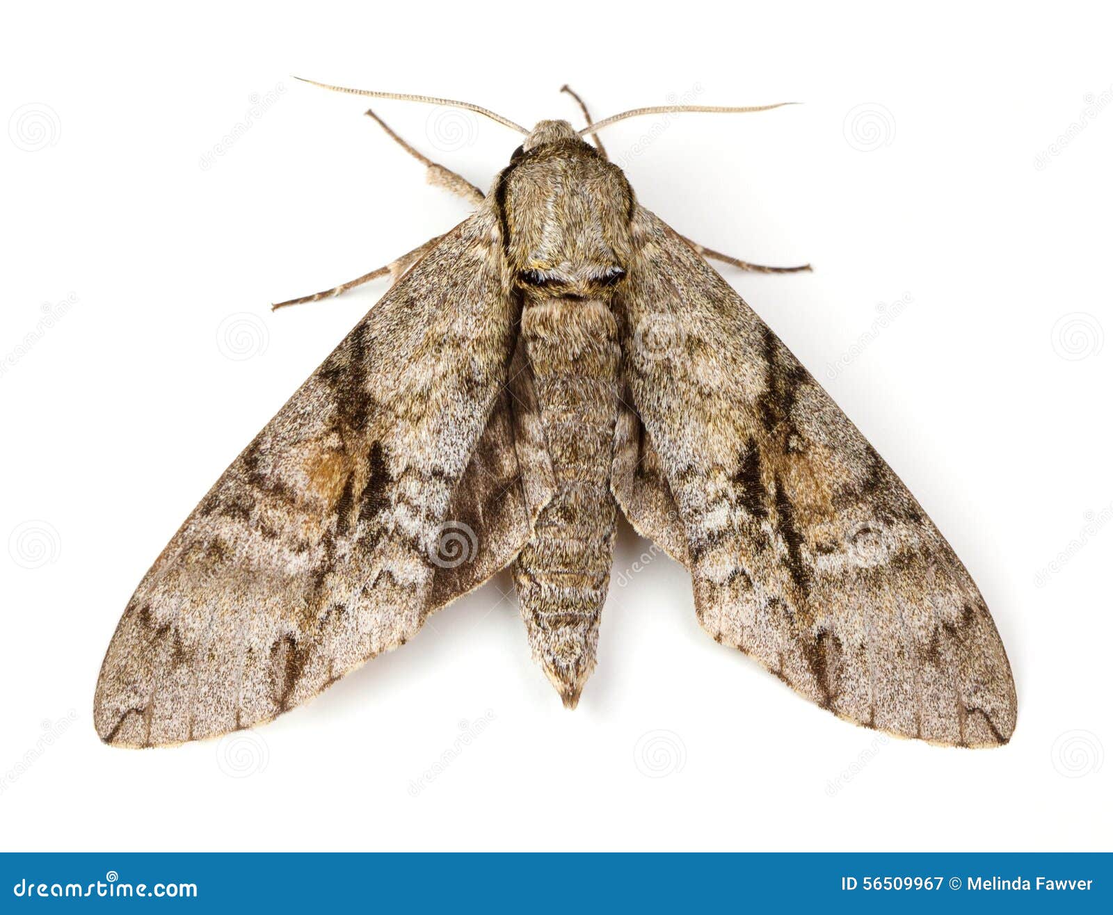 Sphinx Moth Sphingidae Preparing To Molt Stock Photo | CartoonDealer ...
