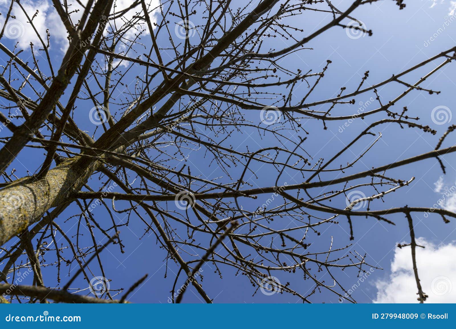 Ash in Sunny Weather in Early Spring, a Young Ash Tree Stock Image ...