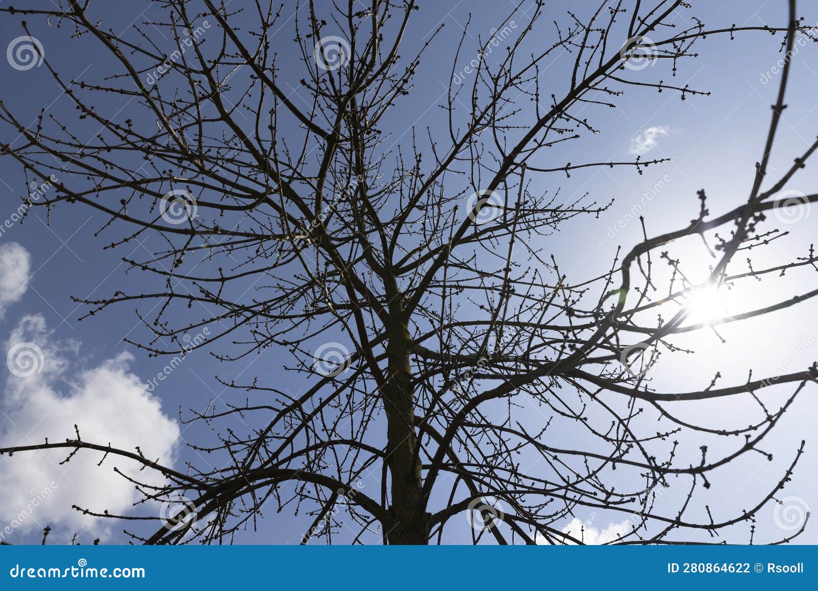 Ash in Sunny Weather in Early Spring, a Young Ash Tree Stock Photo ...