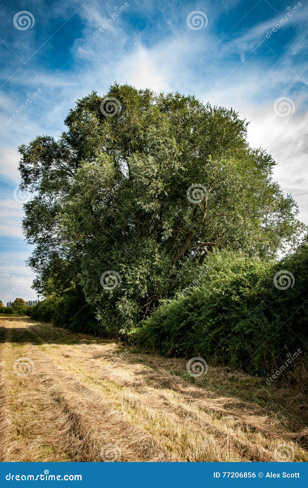 Ash Tree foto de archivo. Imagen de contra, erizo, ceniza - 77206856