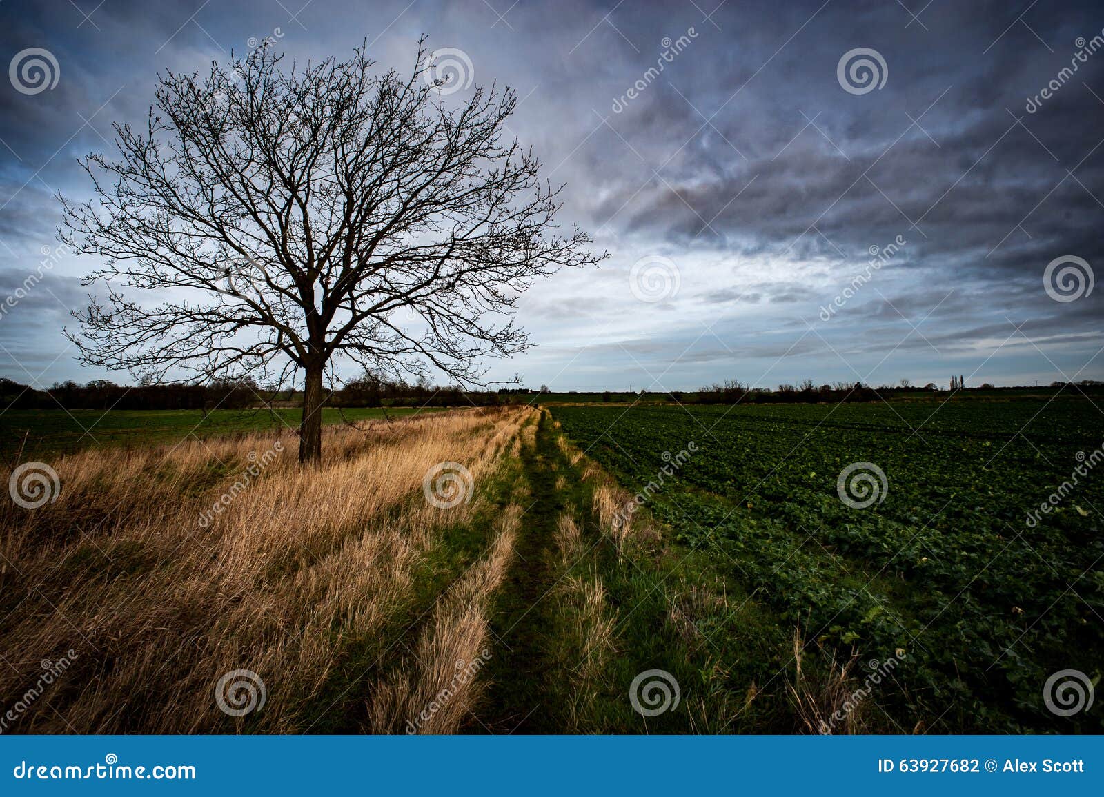Ash Tree in Arable Landscape Stock Photo - Image of arable, tree: 63927682