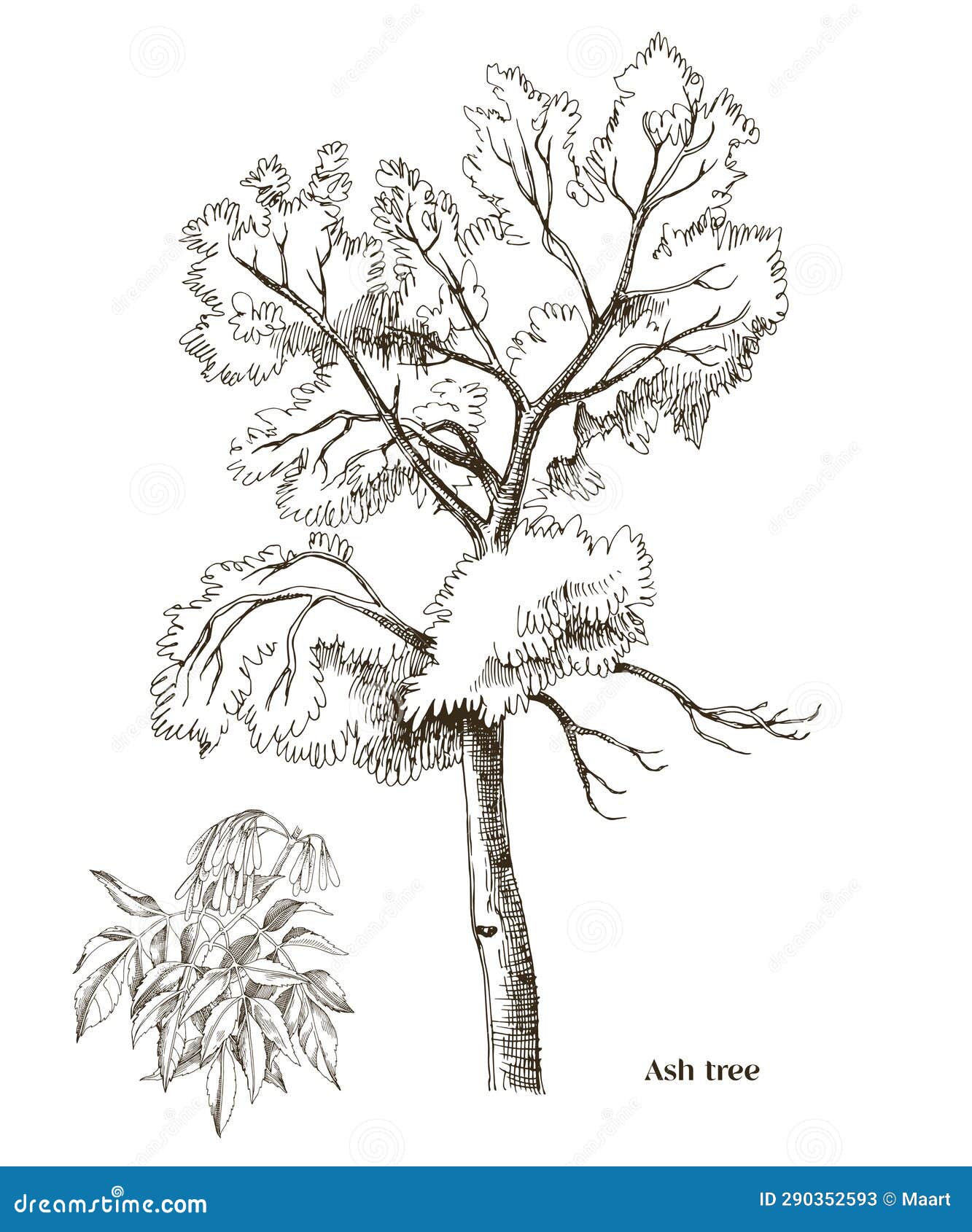 Ash Tree and Ash Branch Vector Illustration Stock Vector - Illustration ...