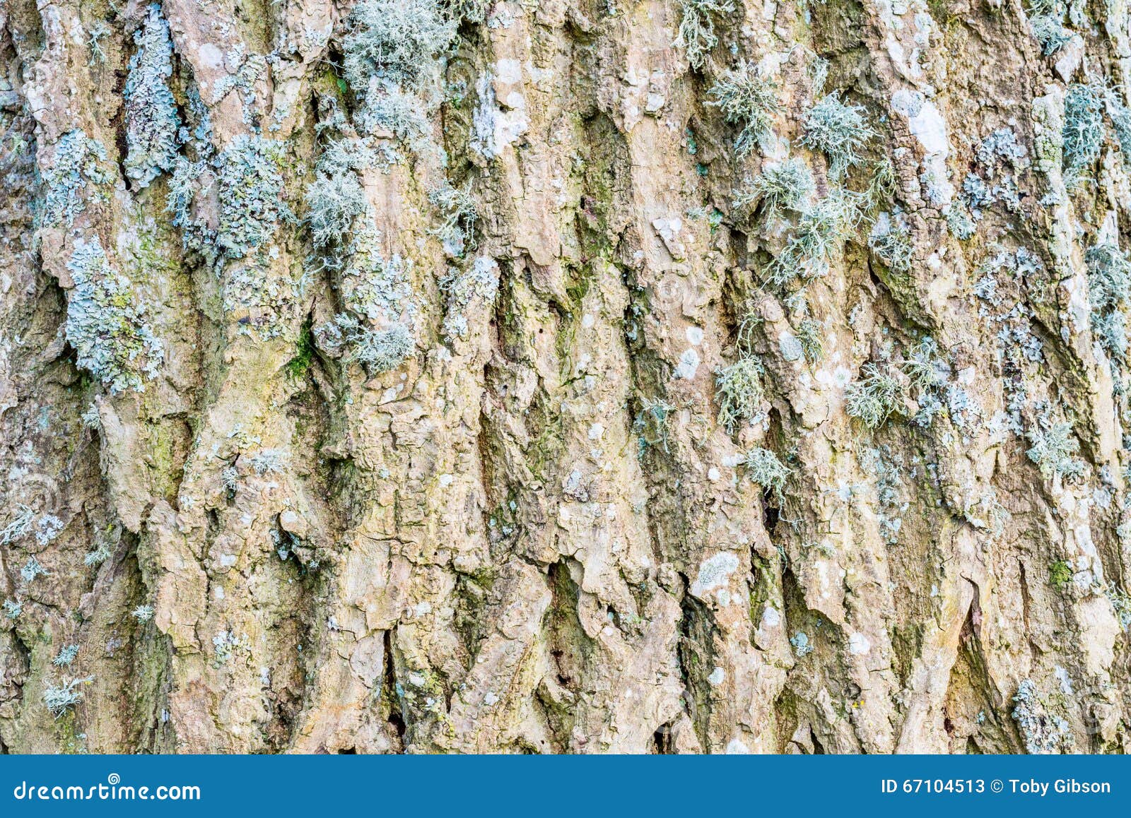 Ash Tree Bark Textured Detail Stock Image - Image of detailed, abstract ...