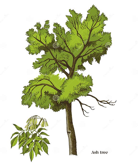 Ash Tree and Ash Branch Vector Illustration Stock Illustration ...