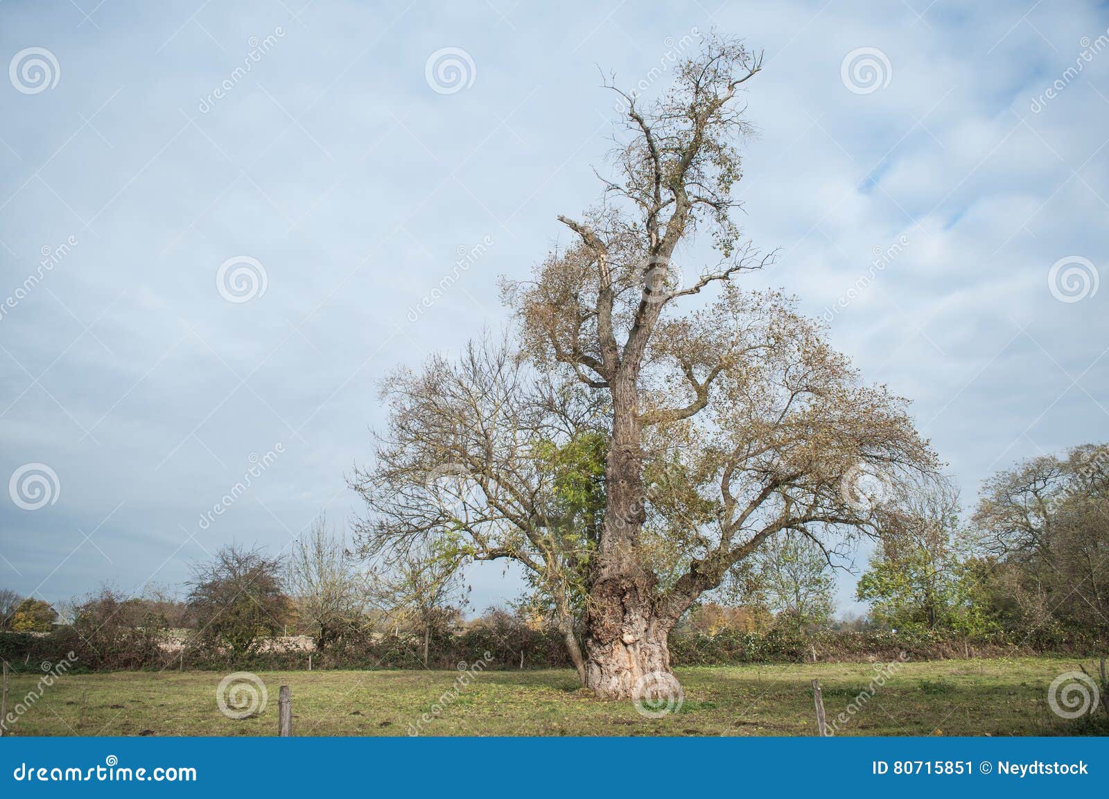 Ash tree in a field stock image. Image of black, green - 80715851