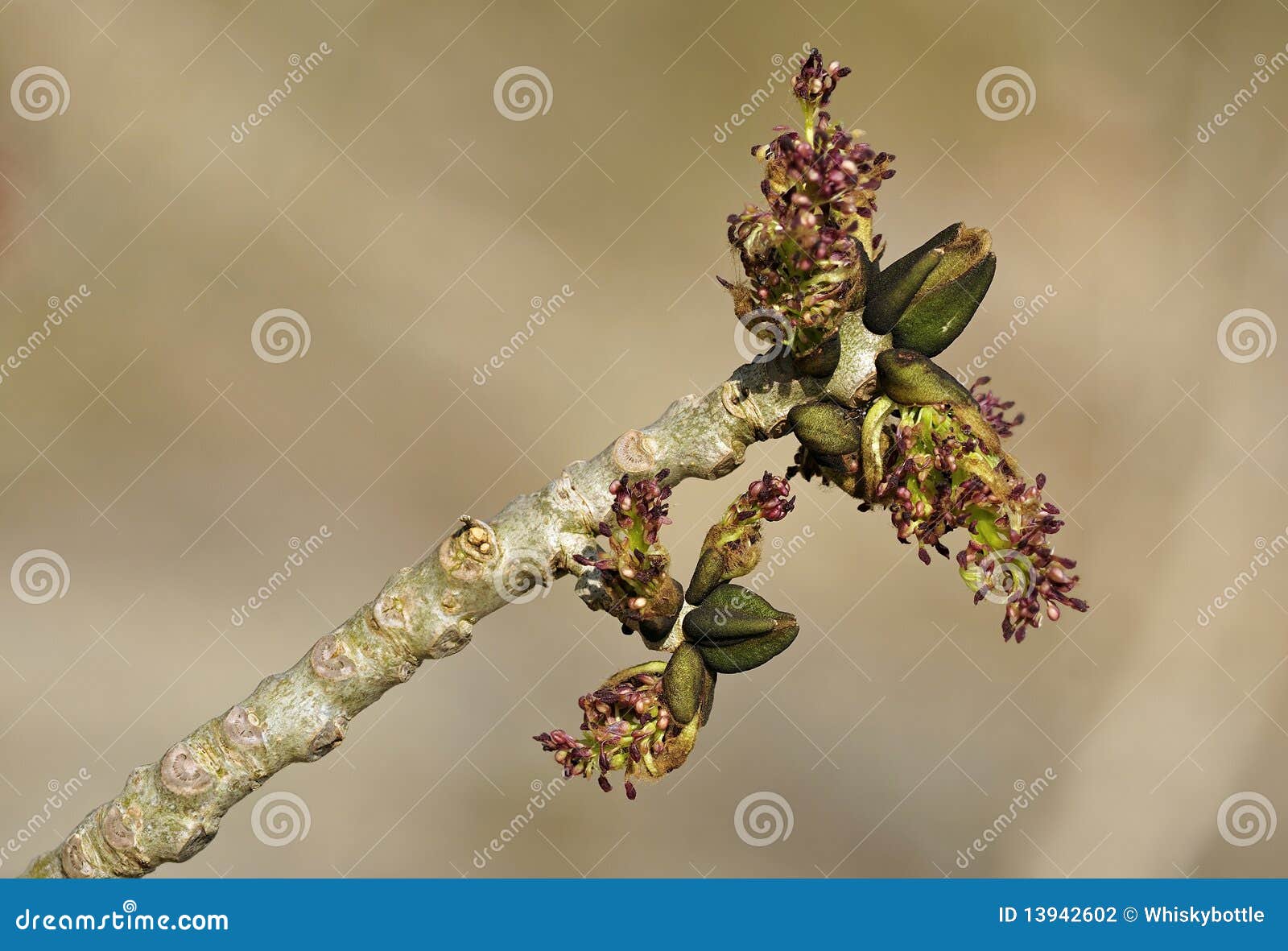 Ash Tree Flowers stock photo. Image of england, british - 13942602
