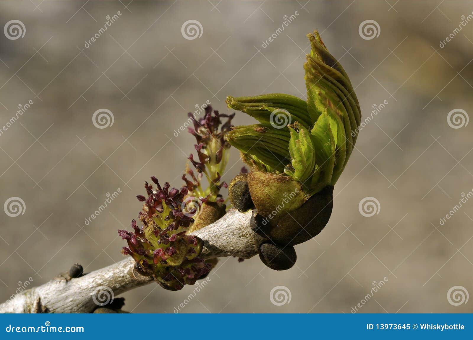 Ash Tree Flowers stock image. Image of pollen, fraxinus - 13973645