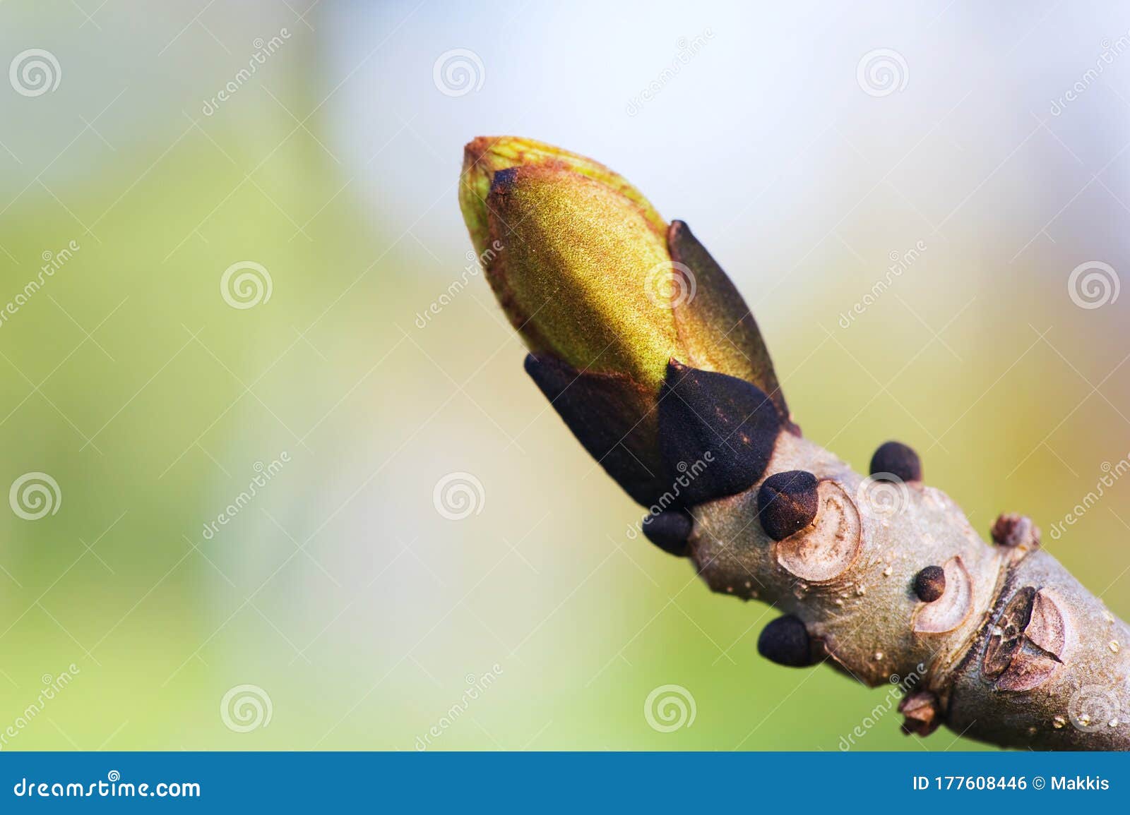 Ash tree buds in spring stock photo. Image of spring - 177608446