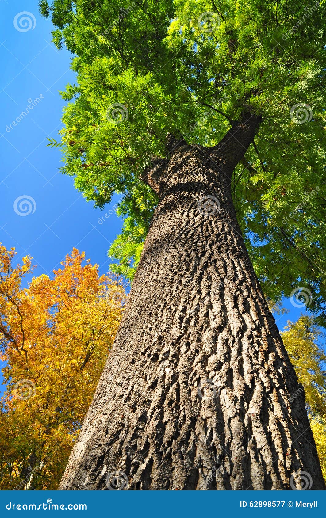 Giant ash tree stock image. Image of wood, huge, colors - 62898577