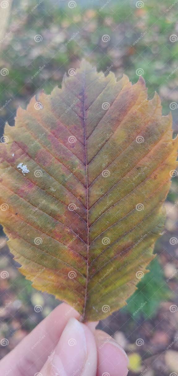 Ash tree leaf stock image. Image of yellow, leaf, autumn - 259305913