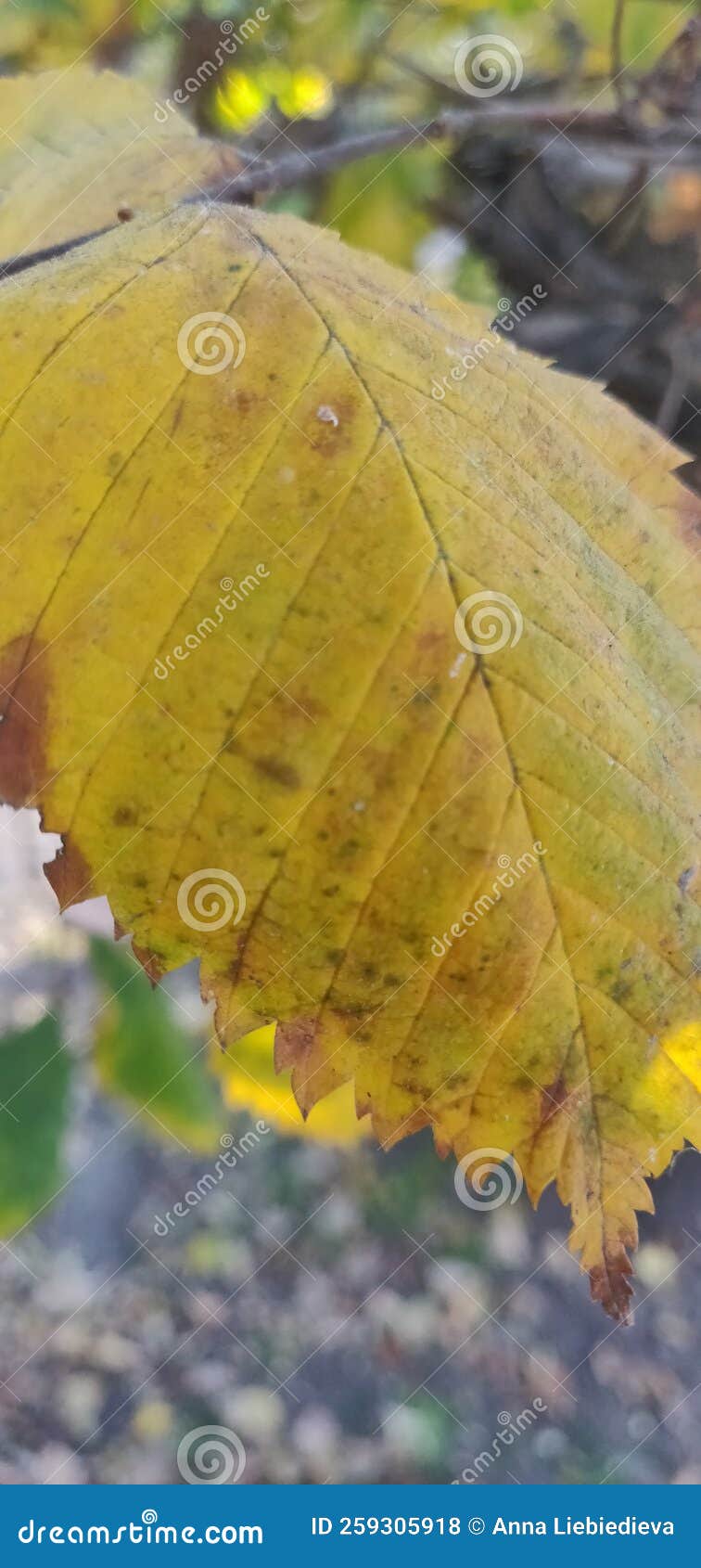 Ash tree leaf stock photo. Image of nature, leaf, autumn - 259305918