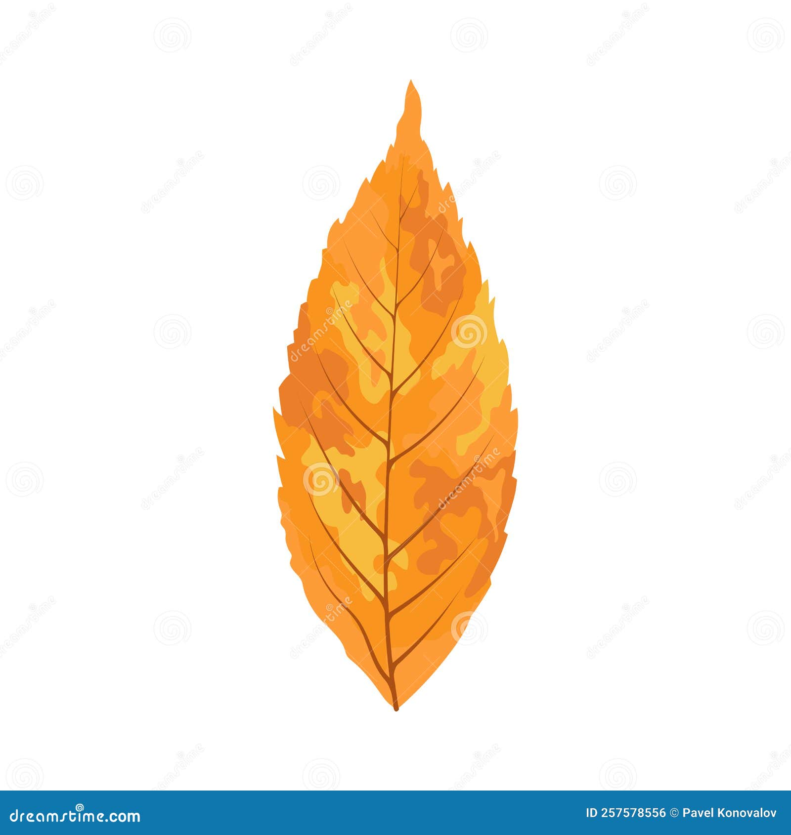 Ash-Tree Leaf stock vector. Illustration of leaves, graphic - 257578556